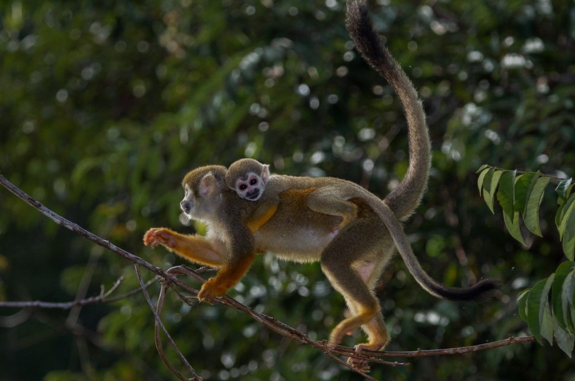 Was der Genomvergleich von Menschen mit Affen bringt - Natur ...
