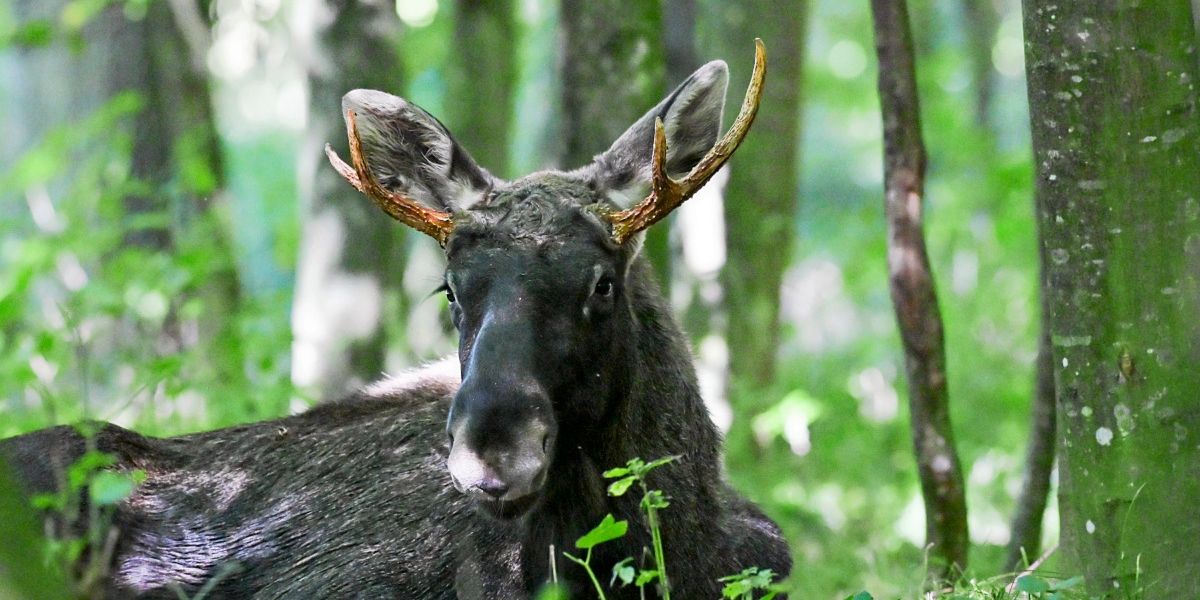 Elch Emil schaute sich Sonntagfrüh Kremsmünster an - Umwelt ...