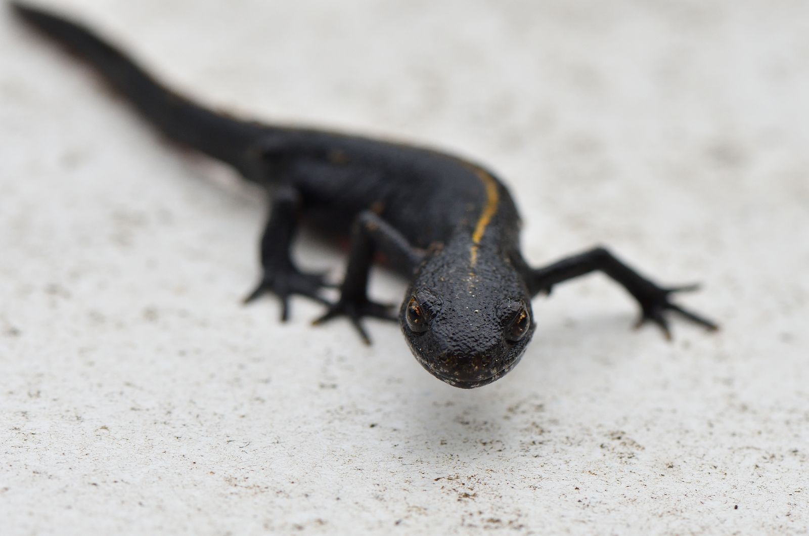Molche, die kleinen Drachen - Fotoblog: Tierisches - derStandard.at ...