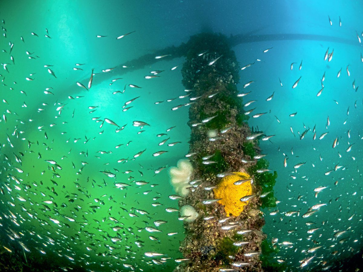 Das sind die besten Unterwasserfotos des Jahres - Reisen aktuell ...