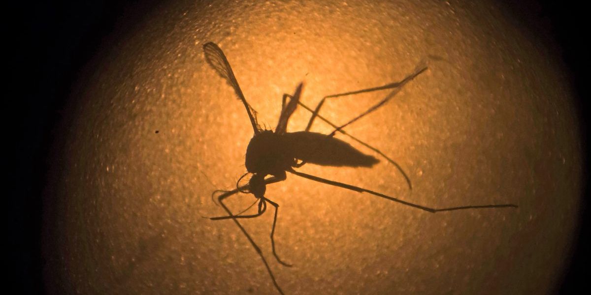 Gelsen verfügen über ein einzigartiges System, um ihre Opfer zu finden ...