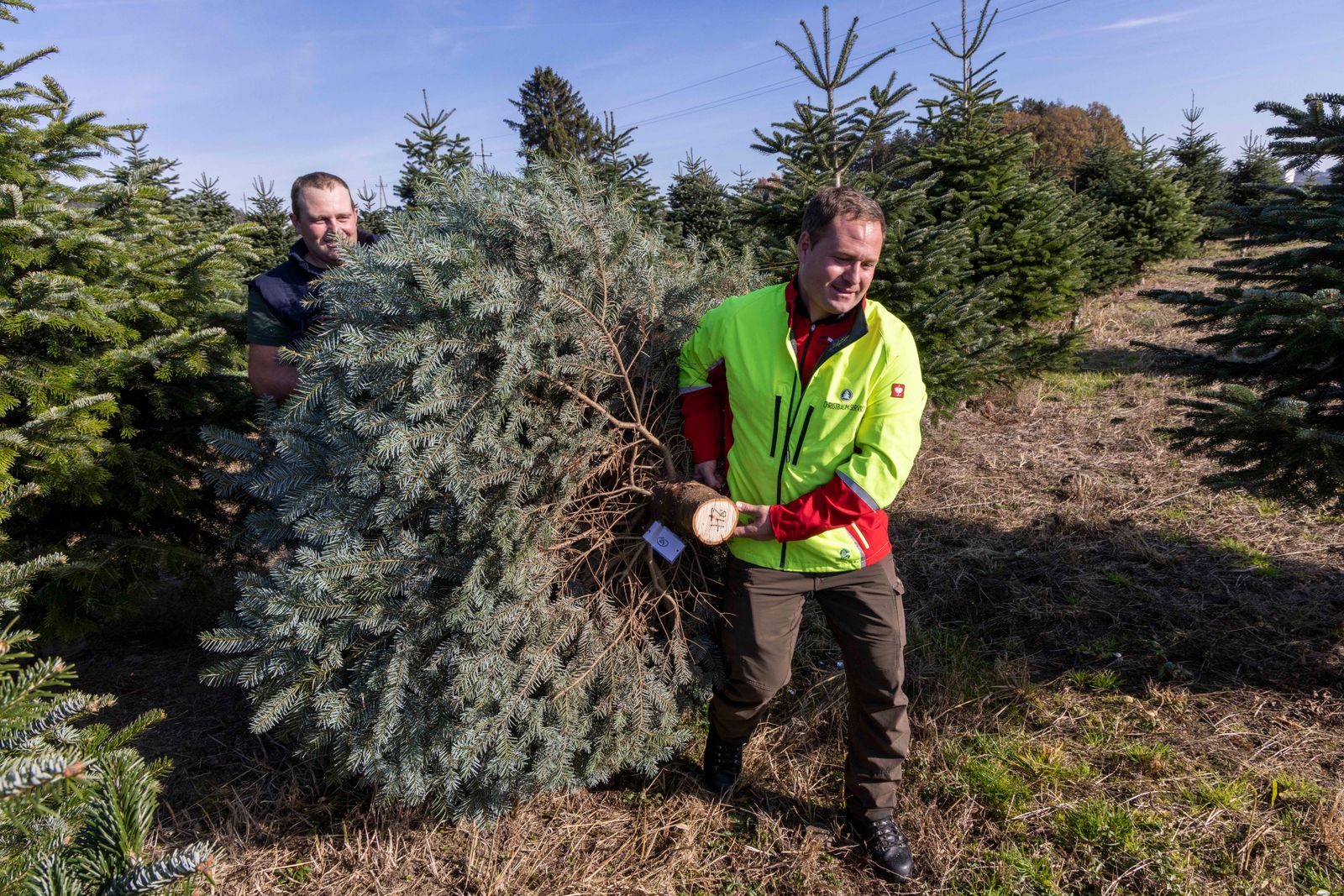 O Tannenbaum! In Wien startet der Christbaumverkauf - Panorama ...