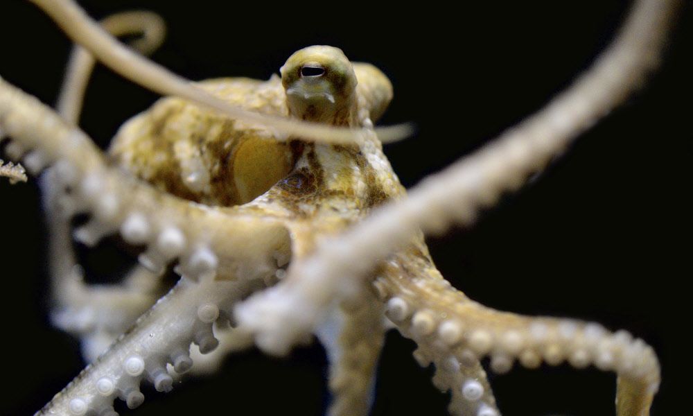 Wie Oktopoden mit ihren Armen "tastschmecken" können - Natur ...