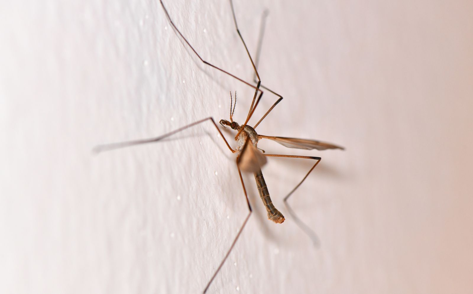 Die Schnake und der Weberknecht - Fotoblog: Tierisches - derStandard.at ...