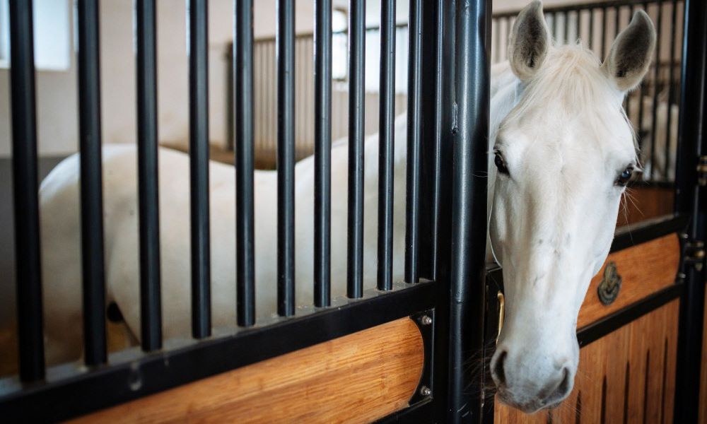 Nicht nur Einzelfälle: Pferde können Türen und Gatter öffnen - Natur ...