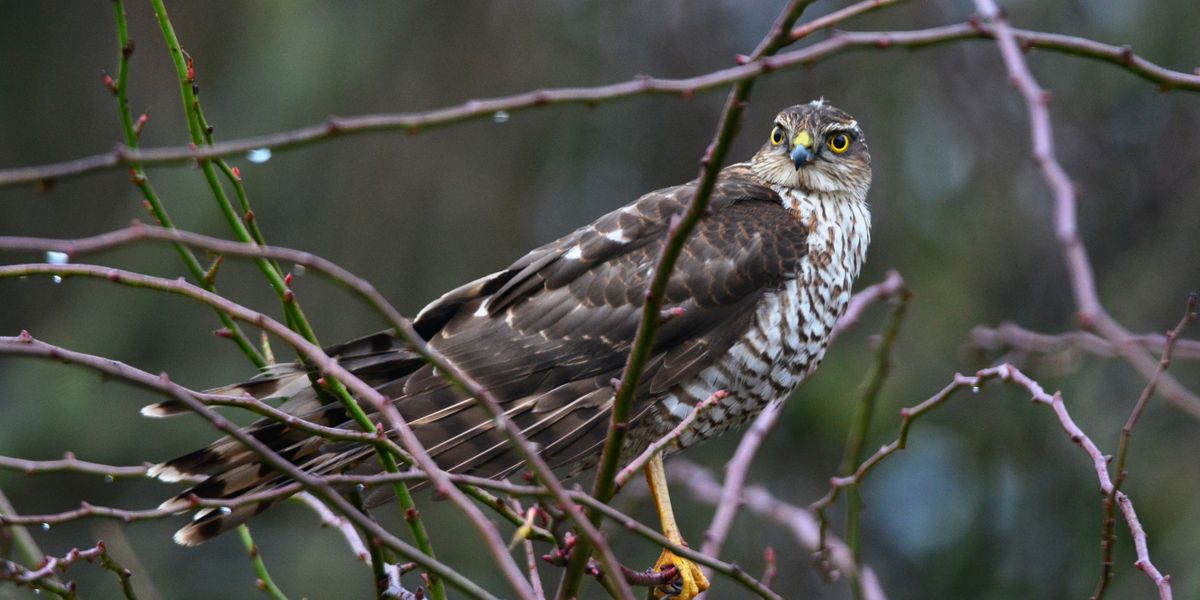 Der ernste Blick des Sperbers - Fotoblog: Tierisches - derStandard.at ...