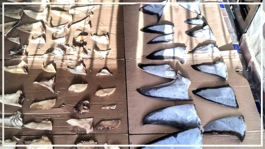 Sechs Tonnen Haiflossen in Panama sichergestellt - Video - derStandard ...