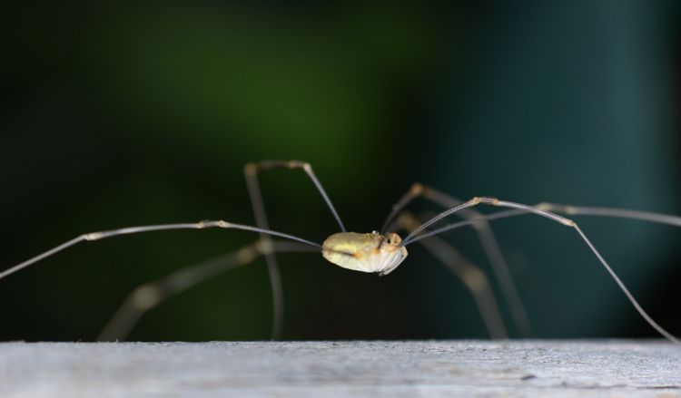 Die Schnake und der Weberknecht - Fotoblog: Tierisches - derStandard.at ...