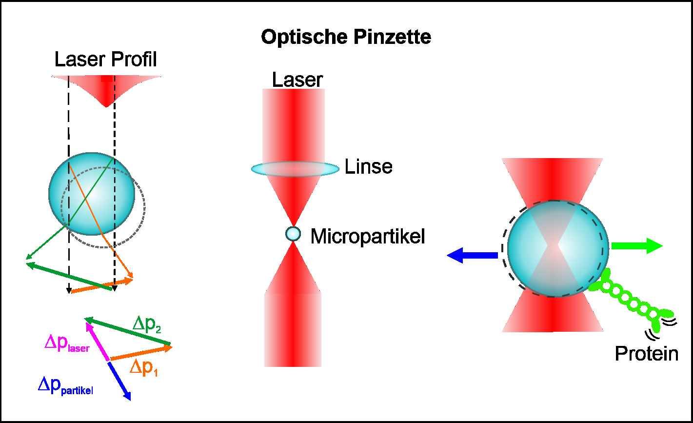 Frauen in der Physik: Monika Ritsch-Marte, von der Theorie zur ...