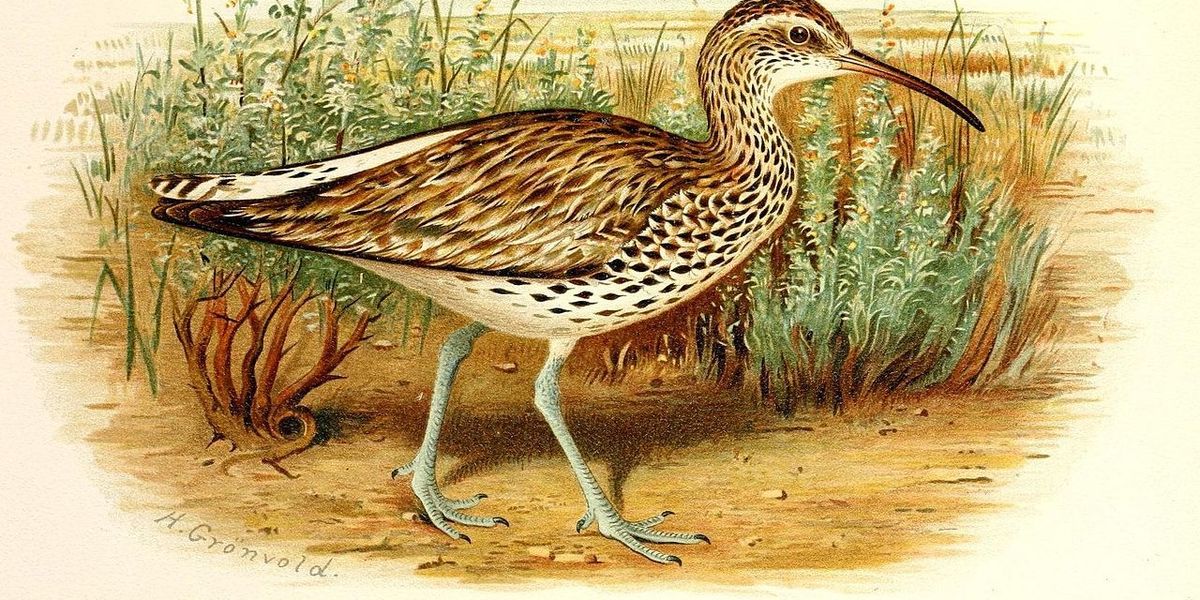 Europas erste Vogelart ausgestorben: Der Dünnschnabelbrachvogel - Natur ...