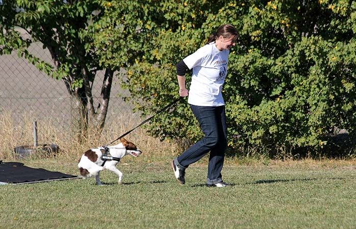 Paralympics der Hunde: Rollmops und Krummbein - Gesellschaft ...