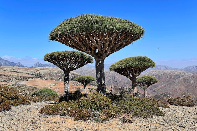 Italien holt auf jemenitischer Insel Sokotra gestrandete Touristen ...