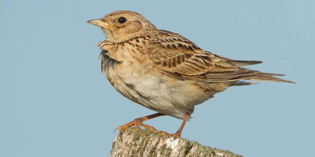 Feldlerche ist Vogel des Jahres 2019 - Gesellschaft - derStandard.at ...