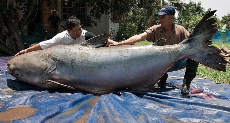 Fischer fing im Mekong größten Süßwasserfisch der Welt - Natur ...