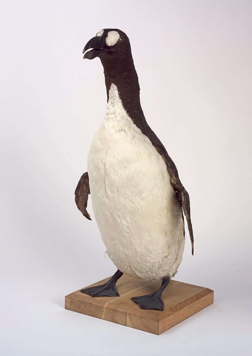 Das dramatische Ende des Riesenalks - Natur - derStandard.de › Wissen ...