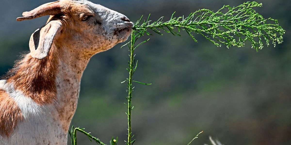Halb Schaf, halb Ziege: Schiege in Norddeutschland geboren - Natur ...
