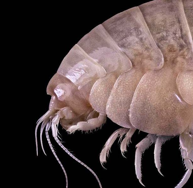 Eurythenes plasticus: Neu entdecktes Tiefsee-Wesen hat Plastik im Bauch ...