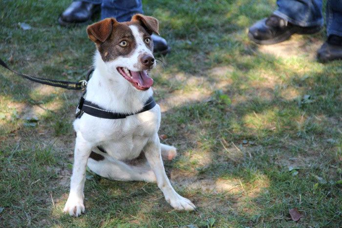 Paralympics der Hunde: Rollmops und Krummbein - Gesellschaft ...