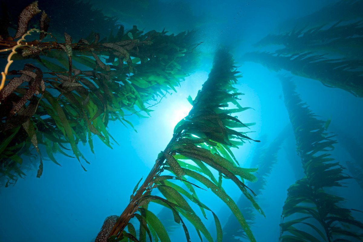 Wie Seeotter bei der Rettung der Meeresdschungel helfen - Forschung Spezial - derStandard.at ...