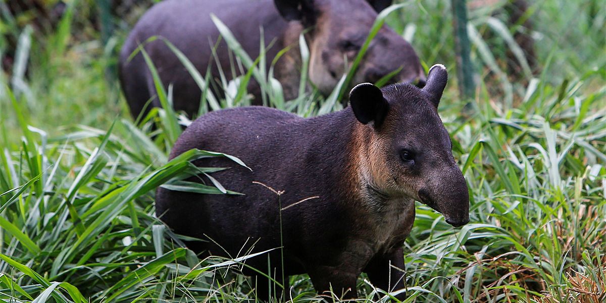 Zuchtprogramm soll mittelamerikanische Tapire retten - Natur ...