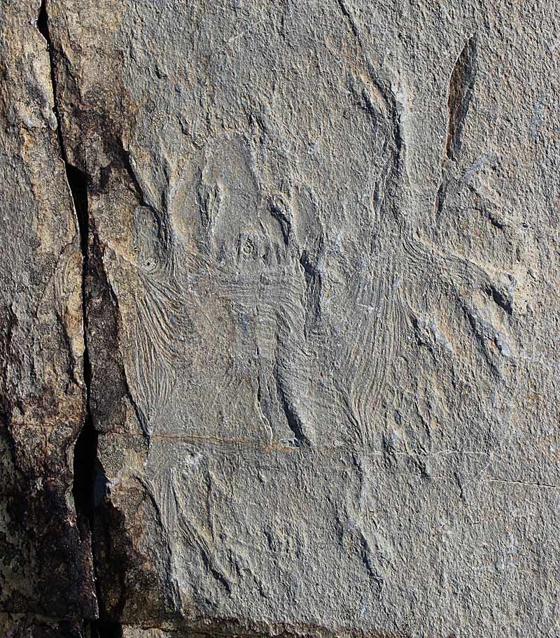 Der vielleicht älteste Muskel der Welt - Natur - derStandard.at ...