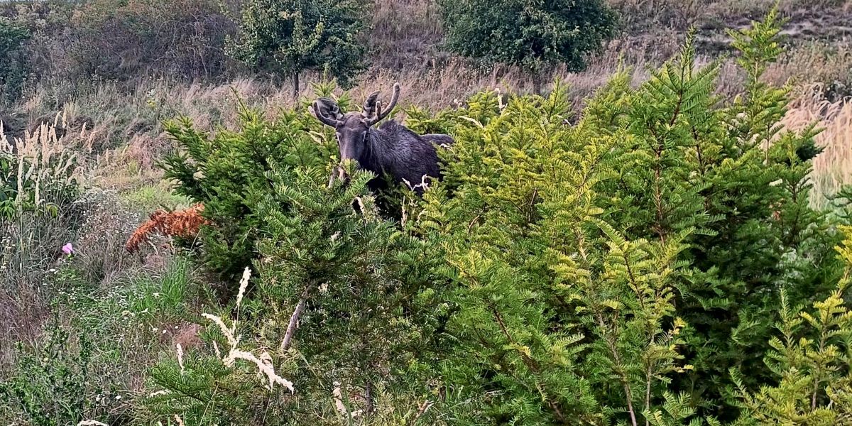 Elch Emil ist seit zweieinhalb Wochen "Wahl-Niederösterreicher ...