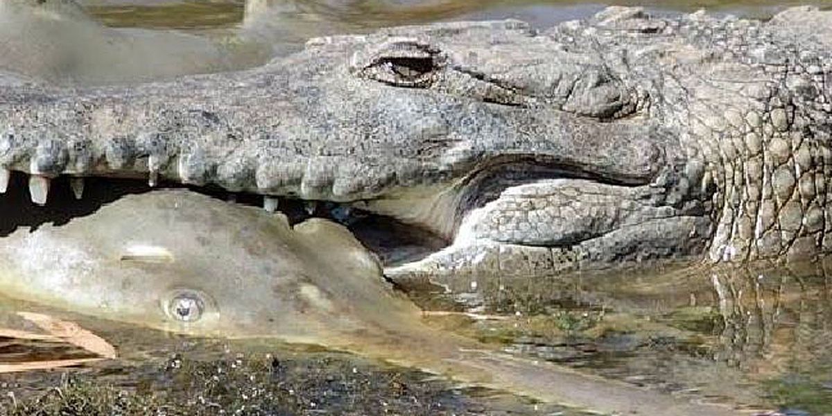 Forscher warnen: Krokodile gefährden Sägerochen - Natur - derStandard ...