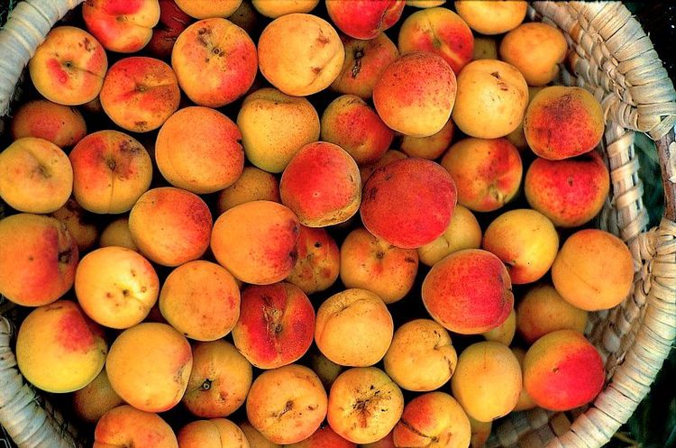 "Unsere drei Besten": Rezepte mit Marillen - Desserts & Süßspeisen ...