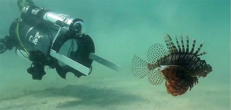 "Guardian": Riffschutz-Roboter setzt Fische unter Strom - Innovationen ...