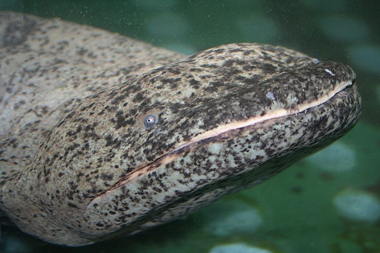 Der Riesensalamander wartet, was ihm vors Maul kommt - Natur ...