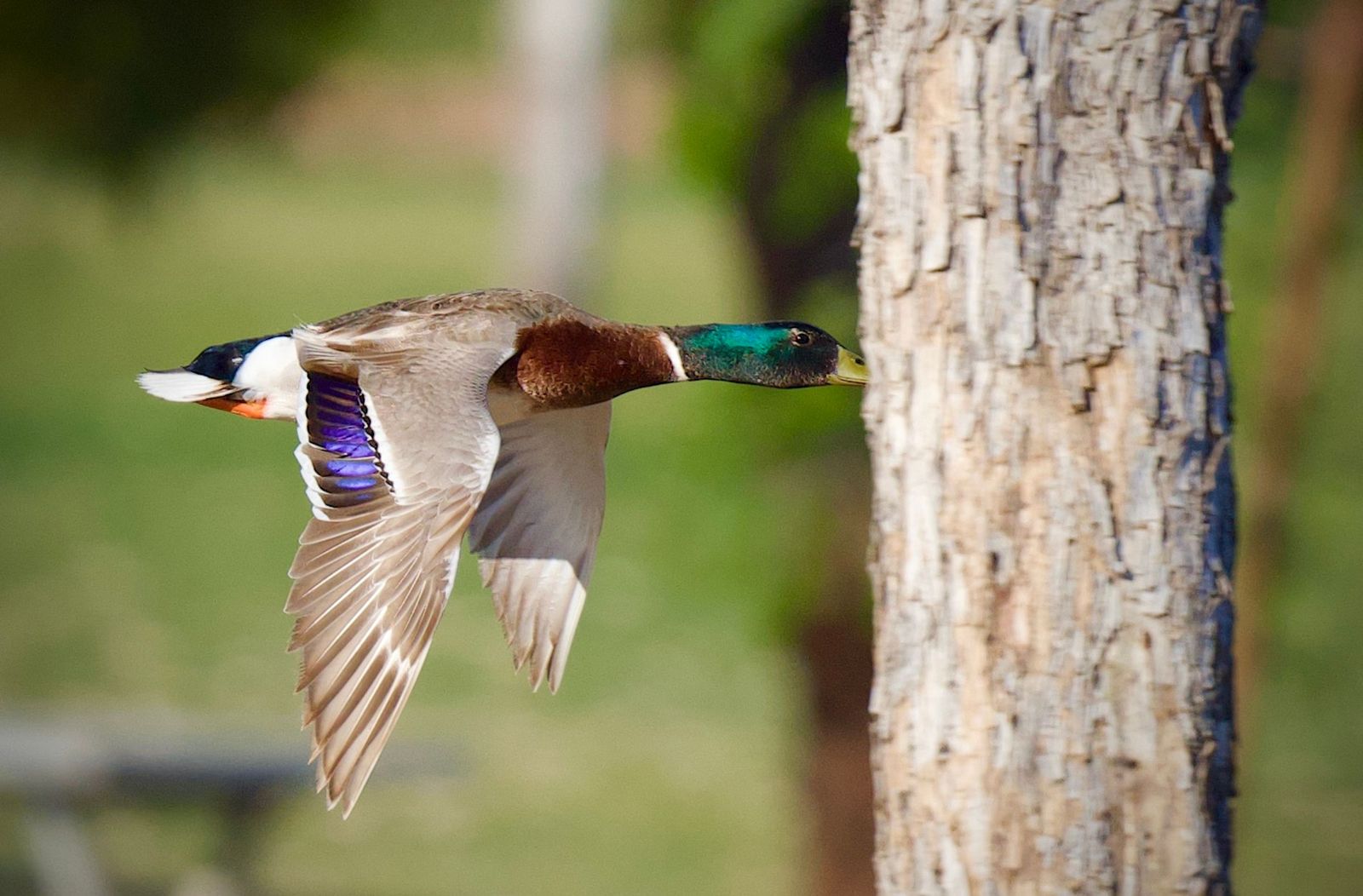 Freche Vögel, dreiköpfige Giraffen: So lustig geht's in freier Wildbahn ...