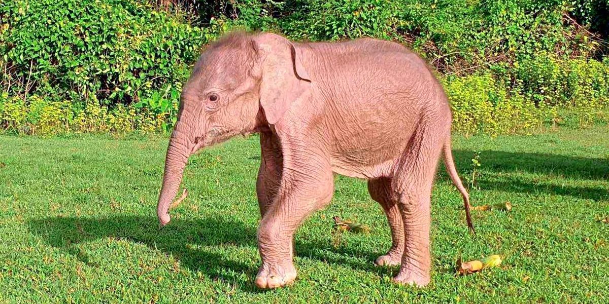 Seltener weißer Elefant in Myanmar geboren - Weltchronik - derStandard ...