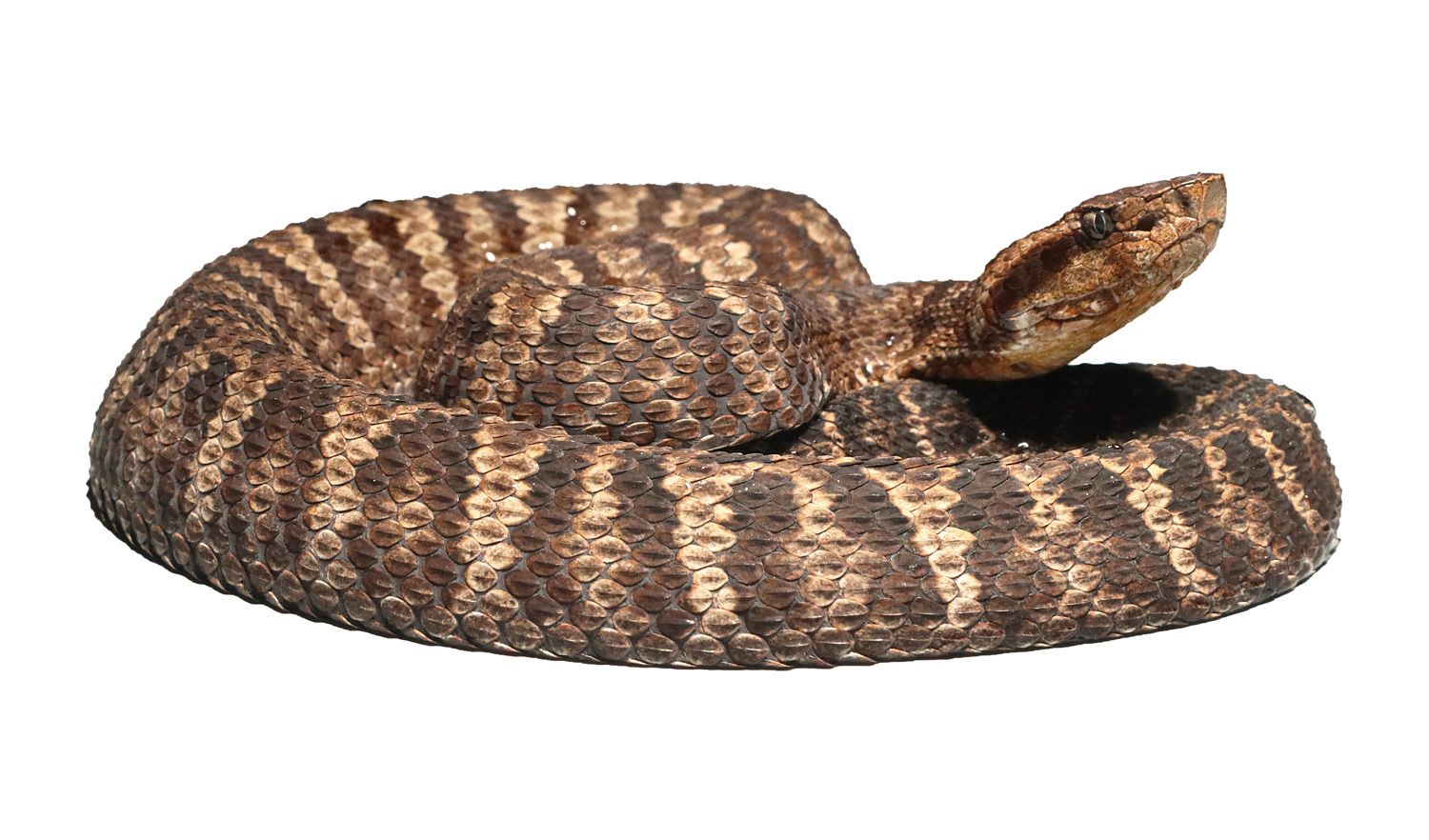 Zwei neue Giftschlangen im kolumbianischen Dschungel entdeckt - Natur ...