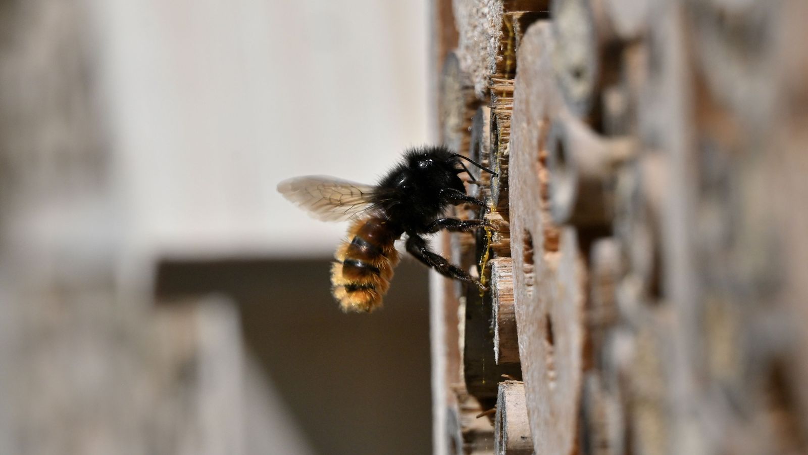 Die Mauerbienen checken ein - Fotoblog: Tierisches - derStandard.at ...