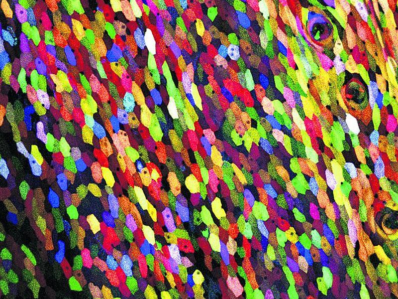 Forscher erschufen Zebrafisch mit extrem farbenprächtigen Hautzellen ...