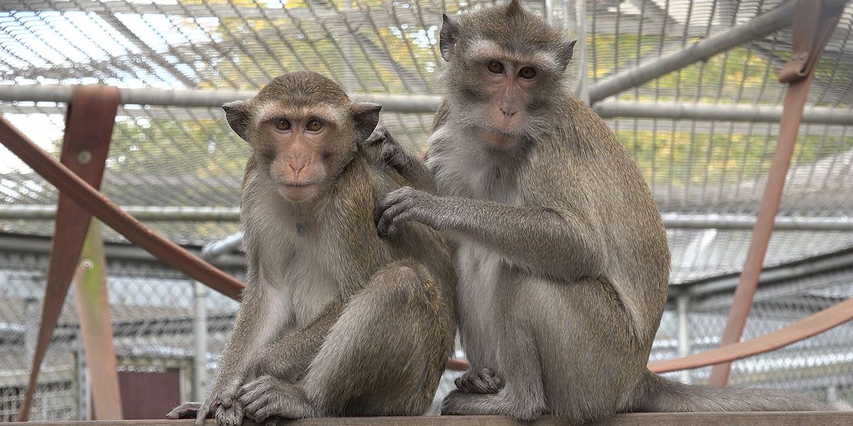 Zusammenarbeit mit Freunden bringt Entspannung – auch bei Affen - Natur ...
