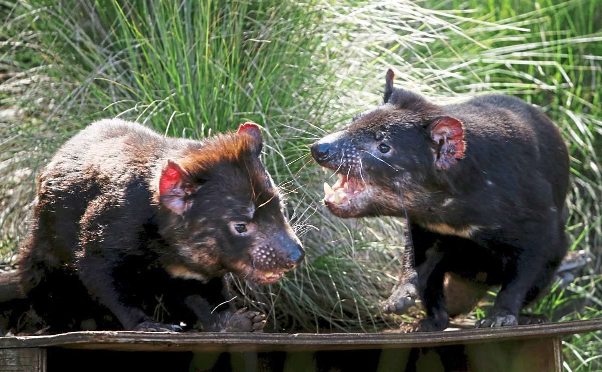 US-Unternehmen will ausgestorbene Tiere wiederbeleben und damit Arten ...