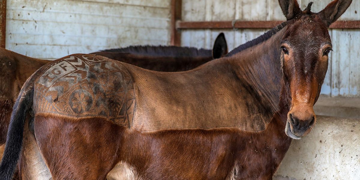 Die Römer brachten das Maultier über die Alpen - Archäologie ...