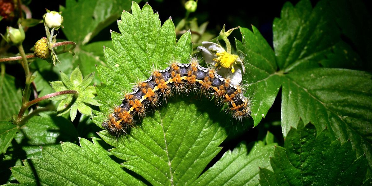 Die kunterbunte Welt der Raupen - International - derStandard.de › International