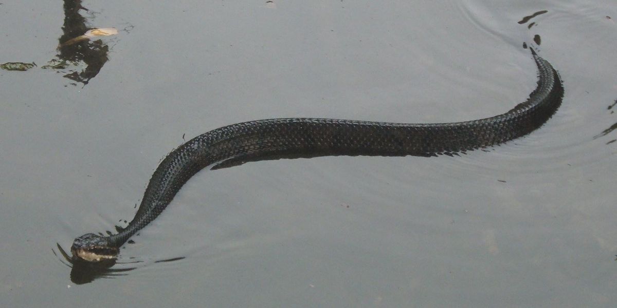 Als die Schlangen Kannibalen wurden - Forschung Spezial - derStandard ...
