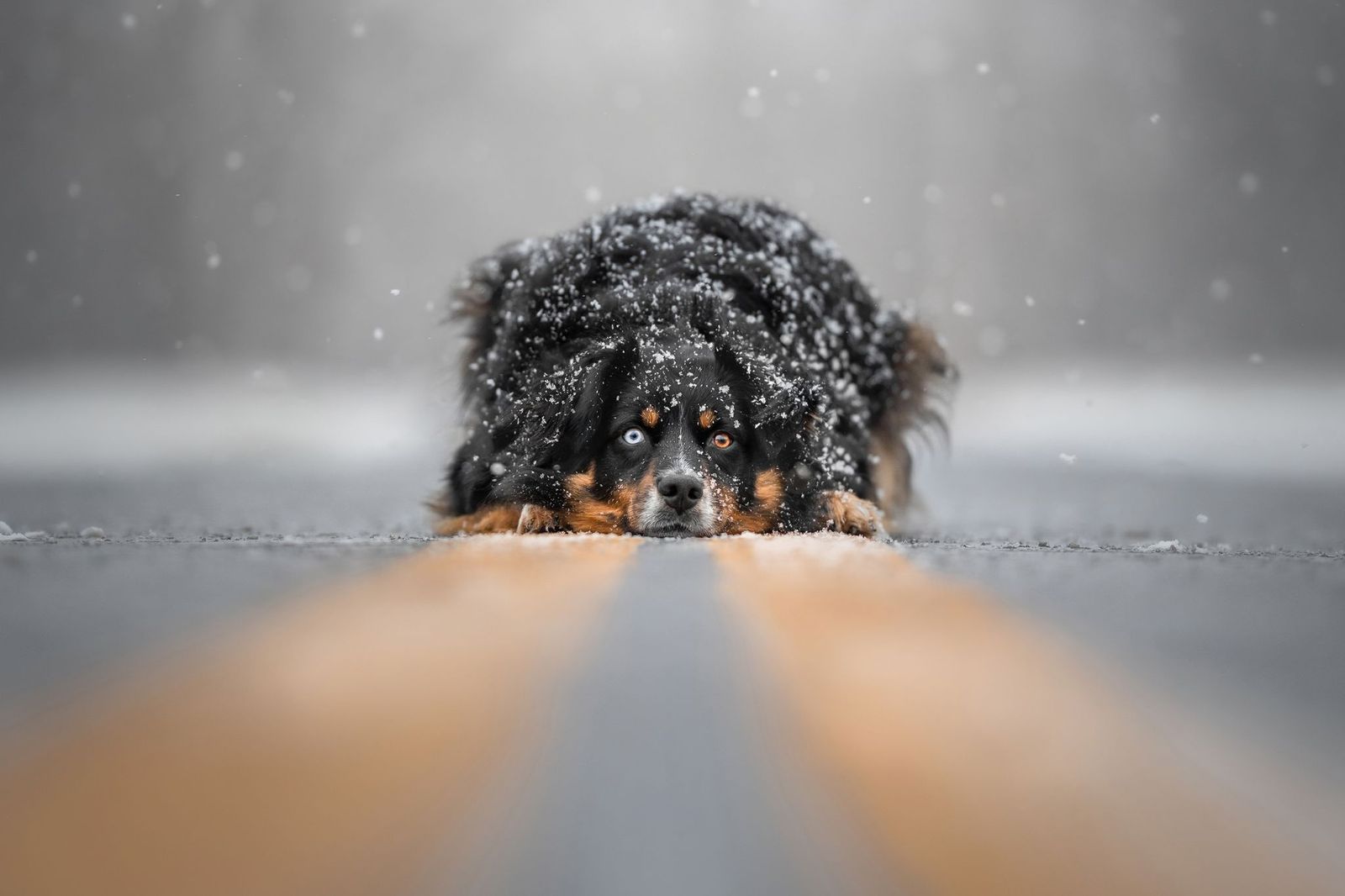 Die besten Hundefotos des Jahres - Reisen - derStandard.at › Lifestyle