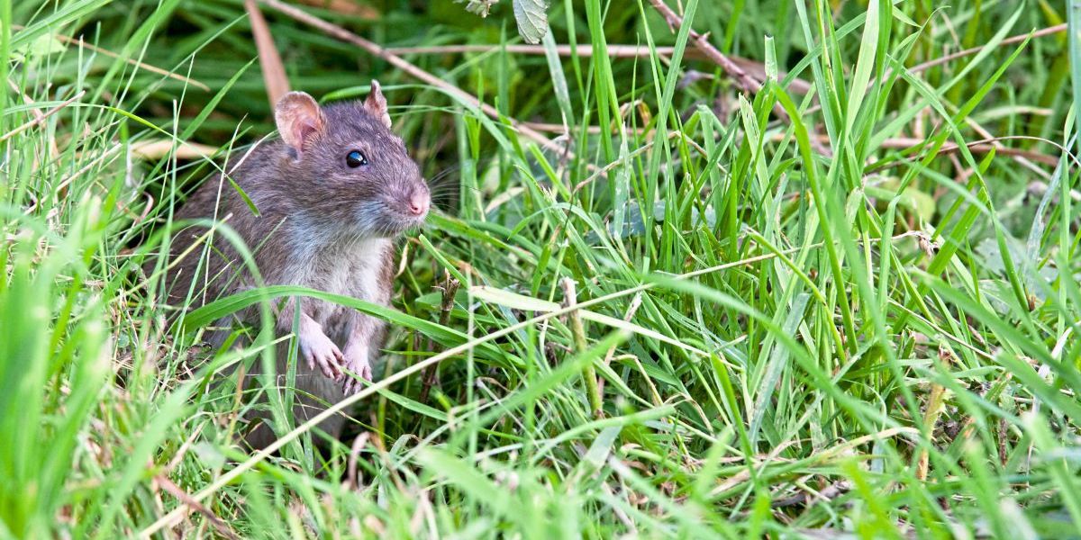 Ratten können den Hunger ihrer Artgenossen riechen - Natur ...