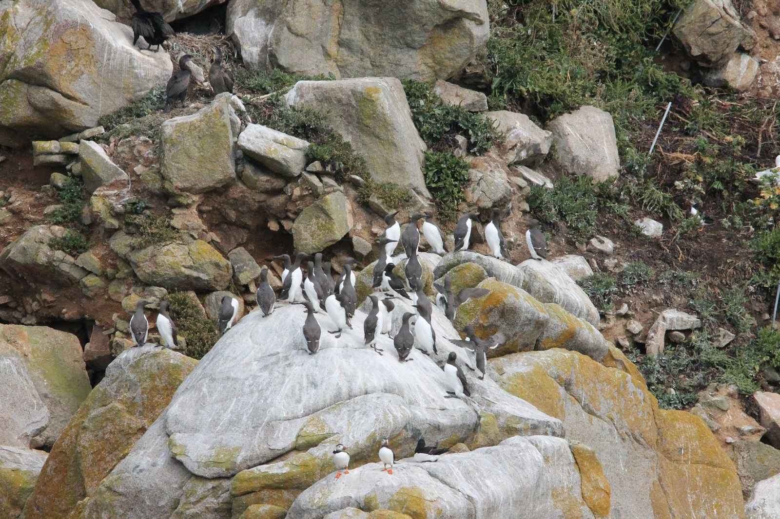 Das dramatische Ende des Riesenalks - Natur - derStandard.de › Wissen ...