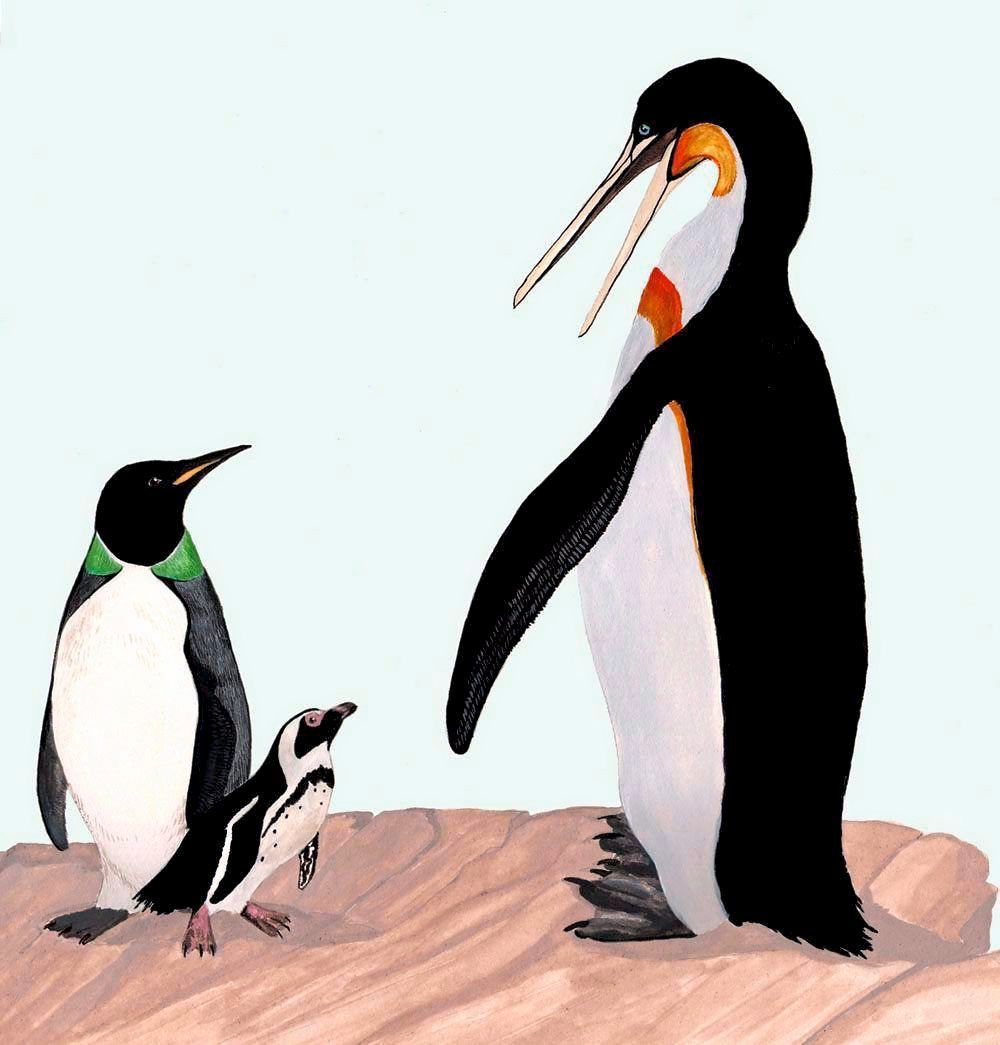 Als Pinguine vorübergehend zu den Herrschern der Meere wurden ...