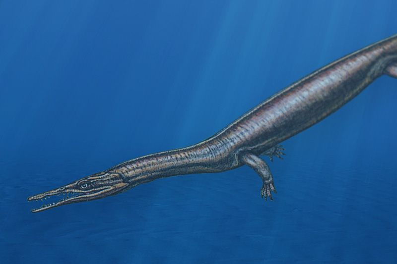 Schnelles Comeback großer Fleischfresser nach Massenaussterben - Natur ...