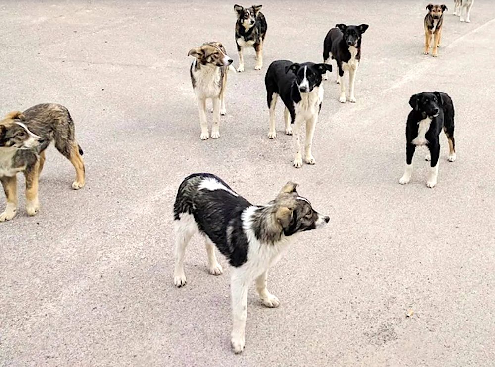 Die einzigartige DNA der halbwilden Hunde von Tschernobyl - Mensch - derStandard.de › Wissen und ...