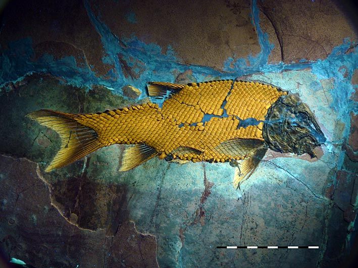 Nachfahren von gepanzerten Urzeitfischen leben im heutigen Nordamerika ...