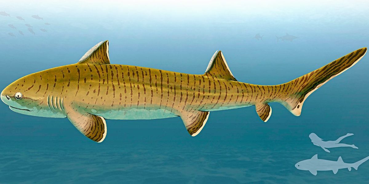 Ein mächtiger Urzeithai aus dem heutigen Bayern - Paläontologie ...