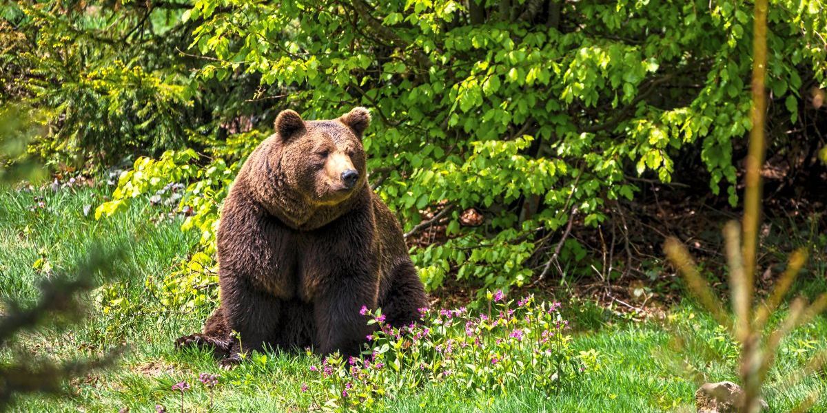 Streit und Verwirrung um Gutachten zu italienischer "Problembärin" JJ4 ...