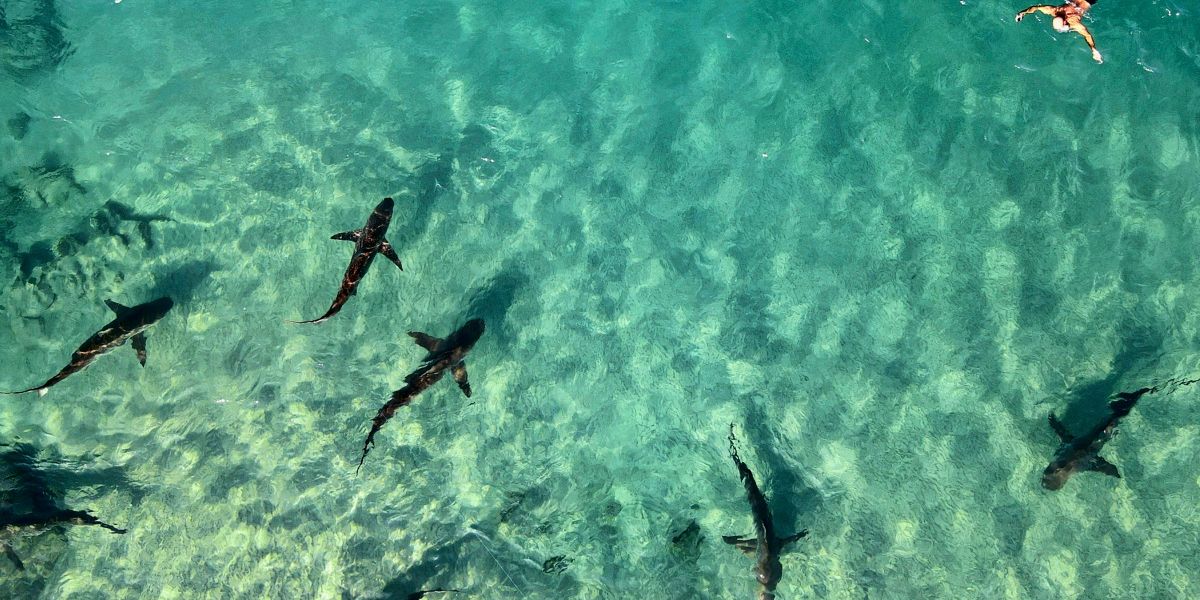 Für Hai und Rochen geht es bereits seit 45 Millionen Jahren bergab ...